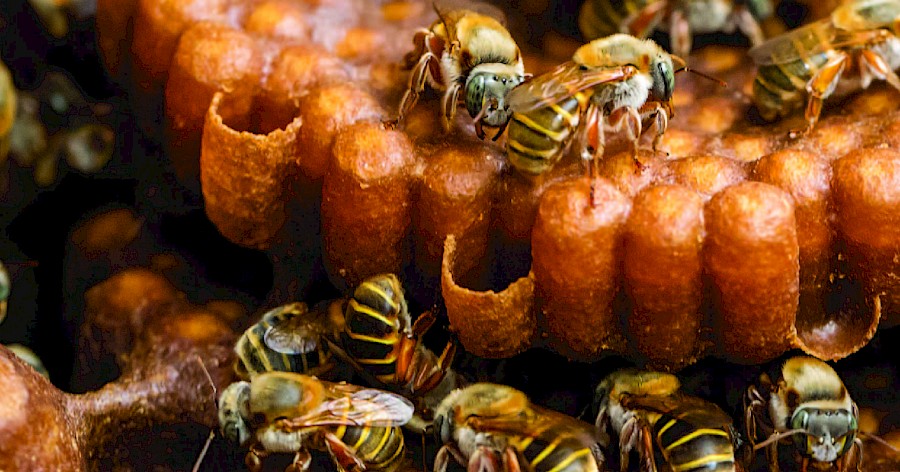 Save the Melipona bee! | Yucatan Living